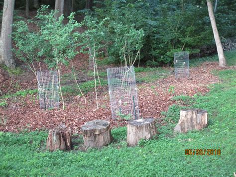 Best Way To Protect Newly Planted Trees Rgardening