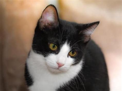 I Love These Kitties My Oreo Is A Tuxedo Beautiful Cats Cute