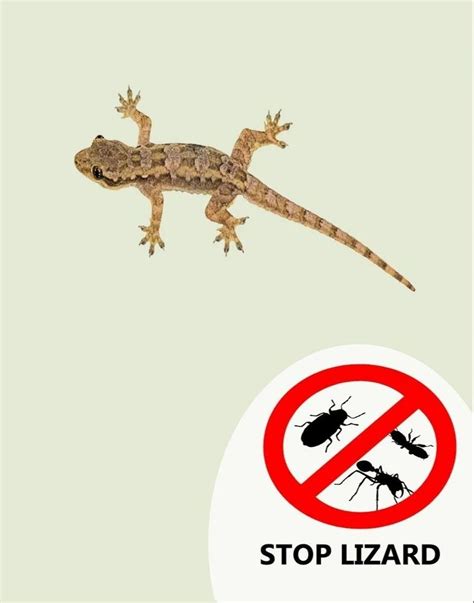 Lizard Pest Control Services In Jaipur Id 2852807186930