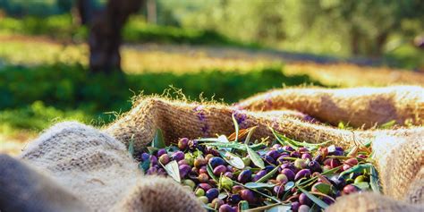 Ice Pressed® Olive Oil Organic And High Polyphenol Rallis Olive Oil