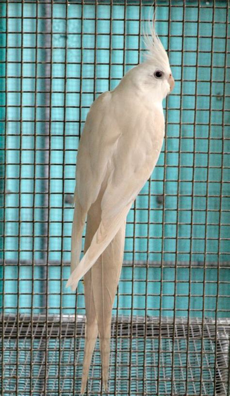 Albino Cockatiels Gold Crest Aviary Inc