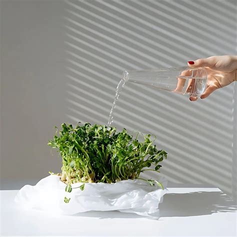 Growing Sprouts At Home Easy Step By Step Guide Veggie Chopsticks