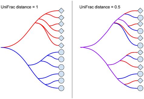 Unweighted Unifrac When Two Samples Do Not Share Any Branches Of The
