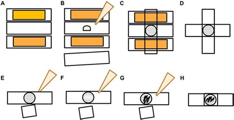 Quantitative Approaches For Scoring In Vivo Neuronal Aggregate And