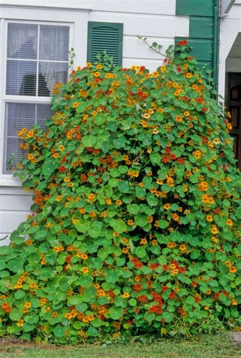 The Best Companion Planting For Nasturtiums