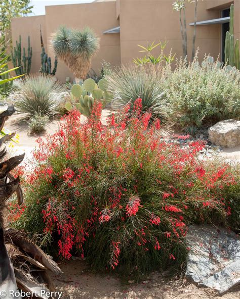 Coral Plant Waterwise Garden Planner