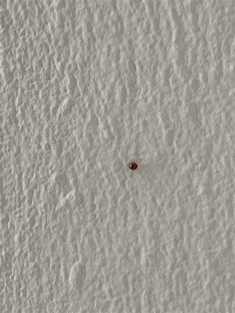 Help Tiny Brown Ladybug Looking Critters Infesting My House R