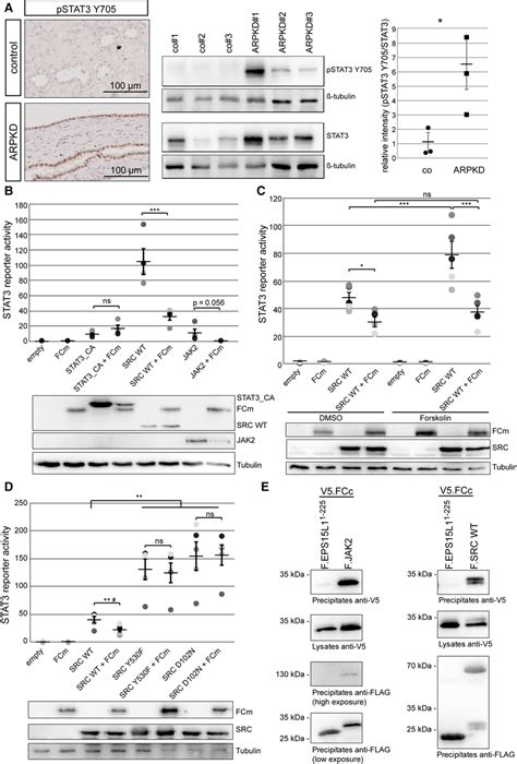 A C‐terminal Fragment Of Human Fibrocystin Can Inhibit Stat3‐activation Download Scientific
