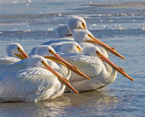 Great Salt Lake Partners Band Together” To Monitor American White