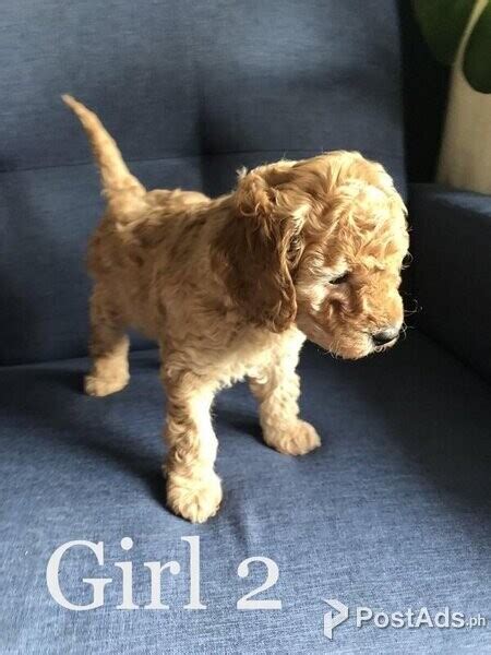Gorgeous Red Cavapoo Fb1 Puppies Postads Ph