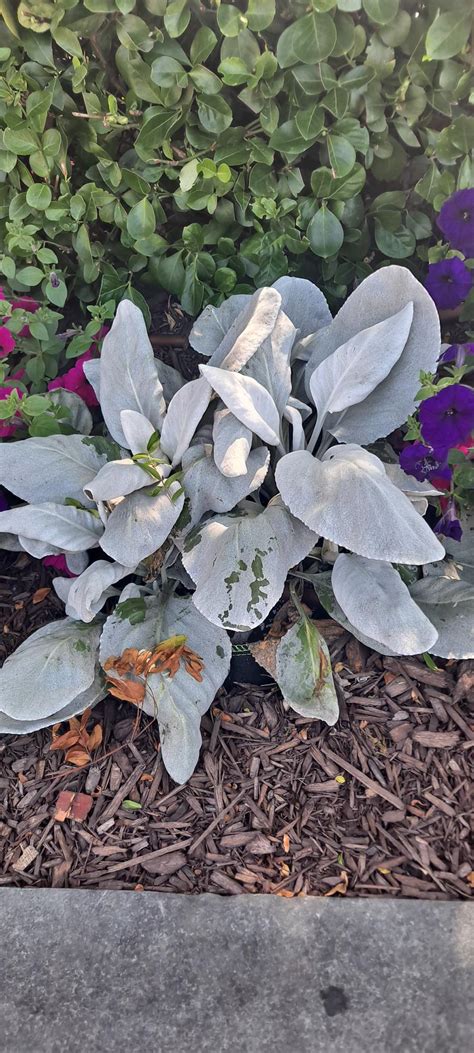 White Fuzzy Broadleaf Id Rplantidentification