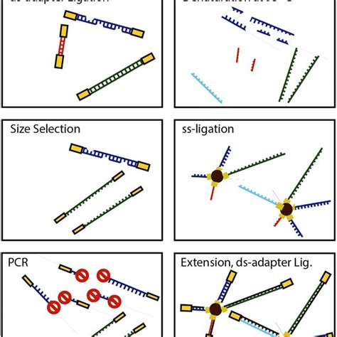 Schematic Of Sequencing Library Preparation Methods Schematic