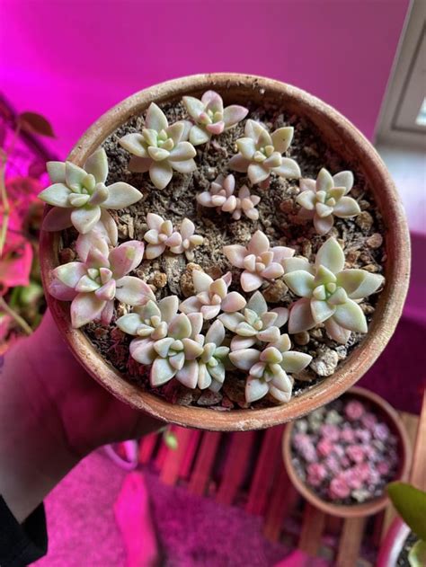 Succulent Leaf Propagation💚 Rsucculents