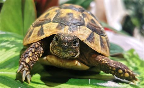 Testudo Tortoise Twin Falls Zoo