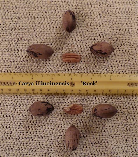 Pecan Pollination Chart General Fruit Growing Growing Fruit