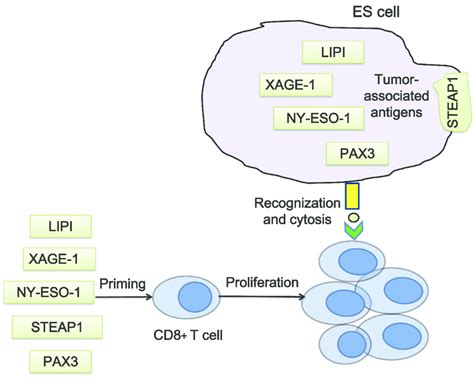 Strategies Of T Cell Priming By Es Associated Antigens T Cells Which