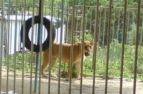 В Шумен аматьори ние кога си гледахме у Плевен лъвове по дворовете вие сте били у деЦката