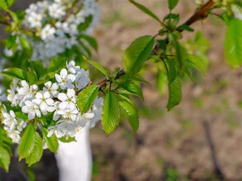 Pear Tree
