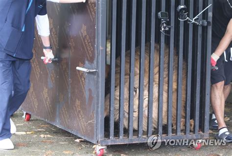 케이지에 실린 사자 연합뉴스