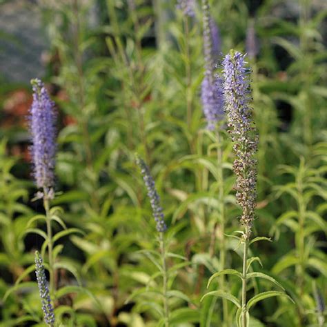 Veronica Spicata Houtmeyers Plantencentrum En Boomkwekerij Laakdal