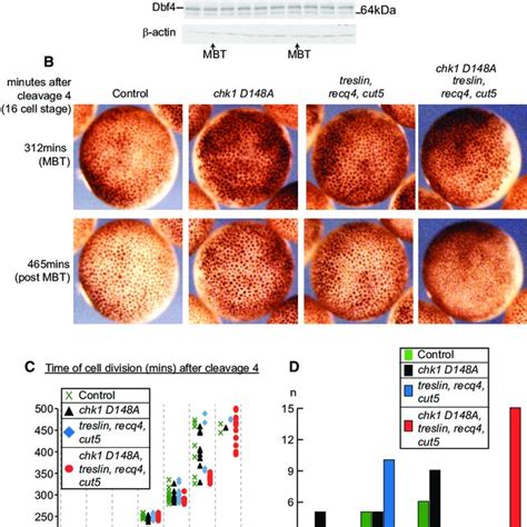 Chk1 Blocks The Cell Cycle By Inhibiting Ddk Download Scientific Diagram
