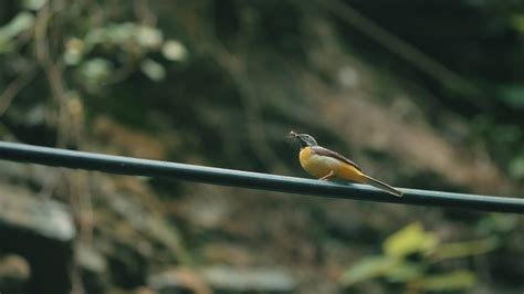 Small Bird Creative This Amzing Bird Is Dancing Before Our Eyes 44303042 Stock Video At Vecteezy