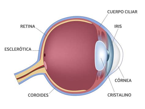 ojo humano anatomía Anatomía del ojo Estructura del ojo Ojo humano