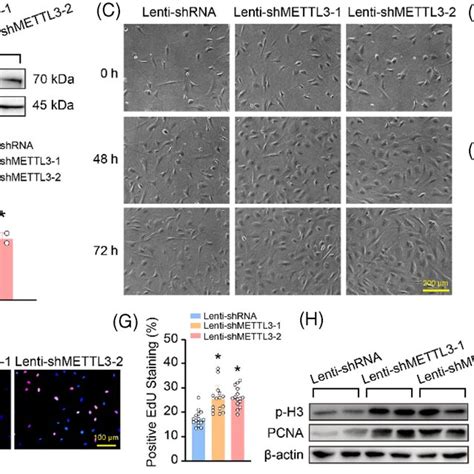 The Proliferation Of Human Aortic Smooth Muscle Cells Hasmcs Was