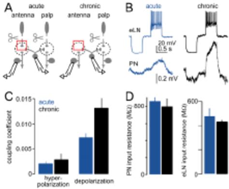 Chronic Olfactory Receptor Neuron Removal Increases The Ability Of