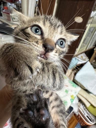 【お話し中】生後一ヶ月のサバトラ♂、キジトラ♂、キジトラ♀の兄妹🐱 もりこ 市役所前の猫の里親募集｜ジモティー