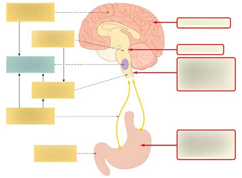 Vomiting Center Of The Brain Central Nervous System Pathways Of Nausea