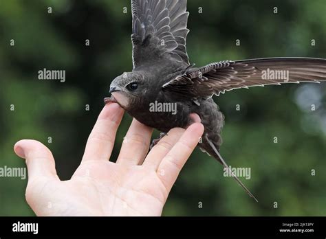 Common Swift Apus Apus Releasing Juvenile Norwich Gb Uk July 2022