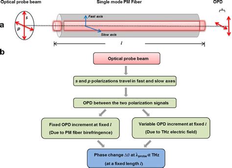 Pm Fiber Introduces Optical Path Difference A Elliptically Download Scientific Diagram
