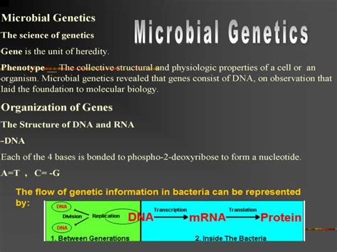Ppt Microbial Genetics Powerpoint Presentation Free Download Id 831356