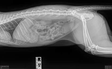 My Cats Emergency Surgery Removing 30 Swallowed Hair Ties Chumkas