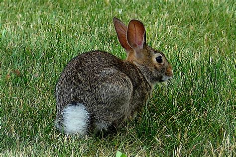 All About The Eastern Cottontail Rabbit Welcome Wildlife