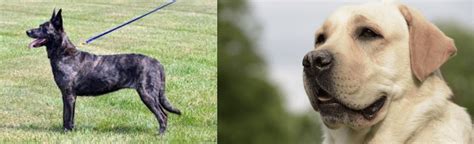 Dutch Shepherd Vs Labrador Retriever Breed Comparison