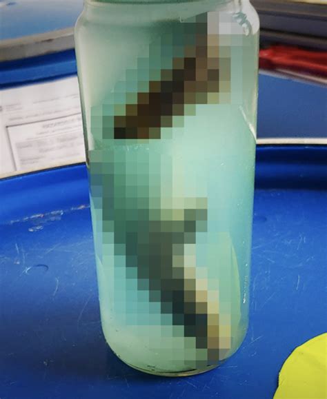 Guy Gets Caught Smuggling This On A Plane