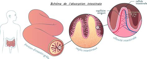Séquence 2 Digestion César Sciences