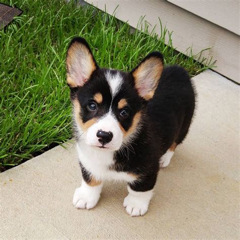 Moose The Corgi Moosecorgi • Instagram Photos And Videos Welsh