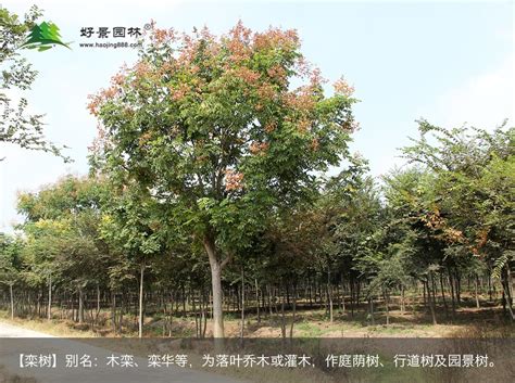 栾树 图片 价格 沭阳栾树价格 江苏沭阳县好景园林绿化苗木场