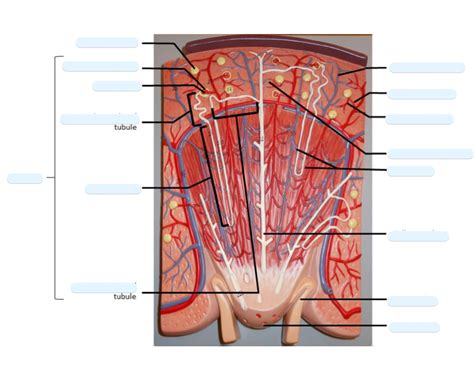Nephron Loop Examples Quiz
