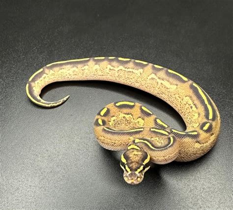Freeway Fire Ball Python By Monterey Bay Morphs