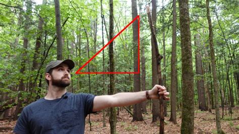 How To Calculate Trees Per Acre