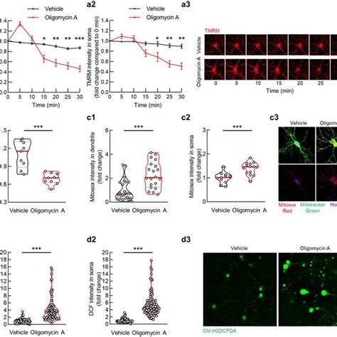 Oligomycin A Treatment Compromises Mitochondrial Function In Cultured