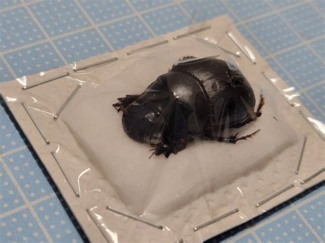 Yahooオークション 2 コートジボワール産のフンチュウ 標本