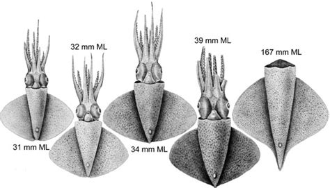 Octopoteuthis Deletron