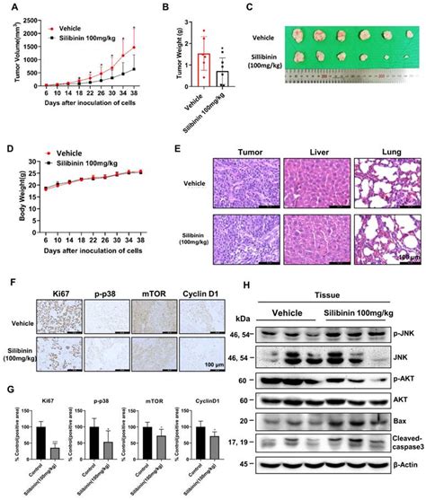 Silibinin Induces Oral Cancer Cell Apoptosis And Reactive Oxygen