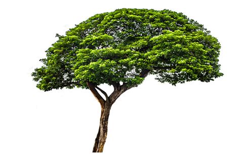 건축 설계 또는 작업에 사용 하기 위해 흰색 배경에 고립 된 큰 낙 엽 나무 0명에 대한 스톡 사진 및 기타 이미지 0명 건축 계절 Istock