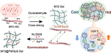 Engineered Living Bacteriophage Enabled Self Adjuvanting Hydrogel For Remodeling Tumor